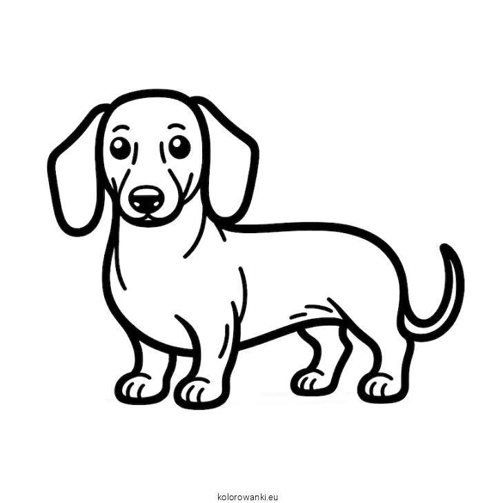 Jamnik kolorowanka - Kolorowanki.eu